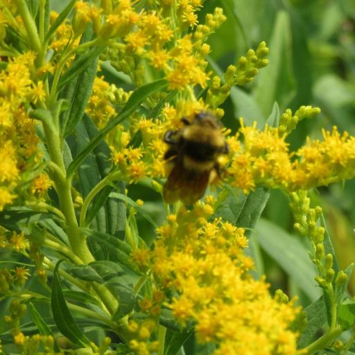 Northern Amber Bumble Bee (Bombus Borealis) Insect Identification Guide ...