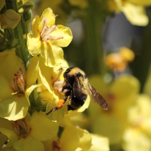 California Bumble Bee (Bombus Californicus) Insect Identification Guide ...