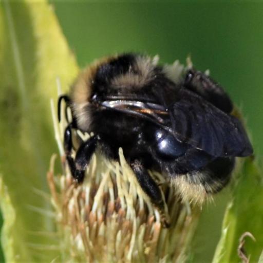 Field Cuckoo Bumble Bee (Bombus Campestris) Insect Identification Guide ...