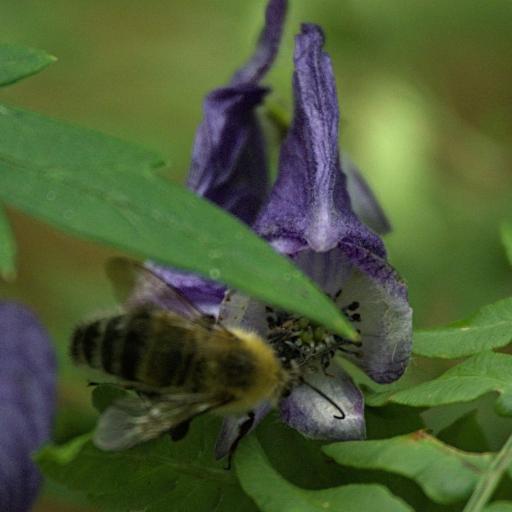 Cousinly Bumble Bee (Bombus Consobrinus) Insect Identification Guide ...
