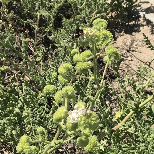 Crotch's Bumble Bee (Bombus Crotchii) Insect Identification Guide ...