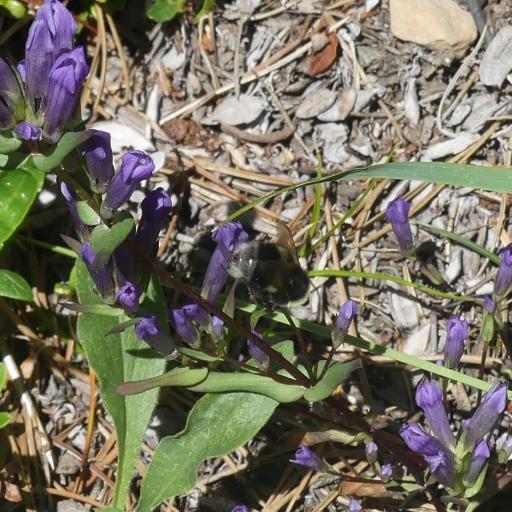 Cryptic Bumble Bee (Bombus Cryptarum) Insect Identification Guide ...