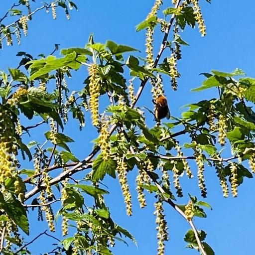 Giant Bumble Bee (Bombus Dahlbomii) Insect Identification Guide ...