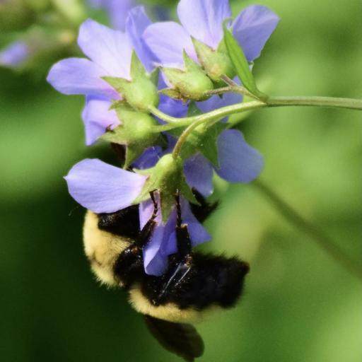 Golden Northern Bumble Bee (Bombus Fervidus) Insect Identification ...