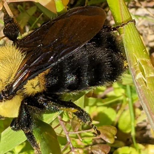 Brown-Belted Bumble Bee (Bombus Griseocollis) Insect Identification ...
