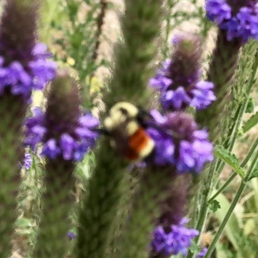 Hunt's Bumble Bee (Bombus Huntii) Insect Identification Guide, Habitat ...