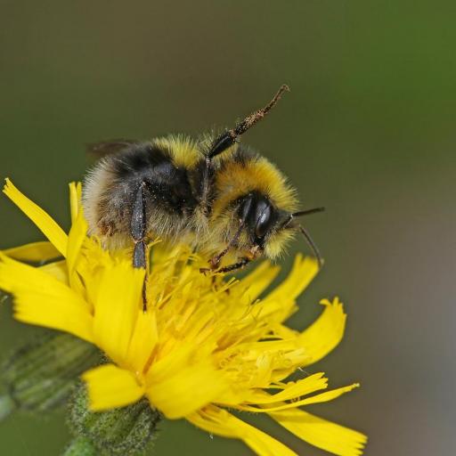 Heath Bumble Bee (Bombus Jonellus) Insect Identification Guide, Habitat ...