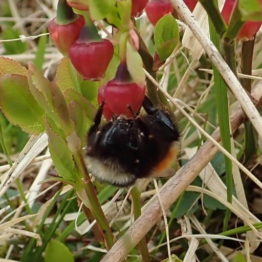 Lapland Bumble Bee (Bombus Lapponicus) Insect Identification Guide ...