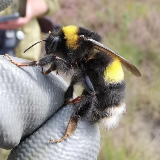 Northern White-Tailed Bumble Bee (Bombus Magnus) Insect Identification ...