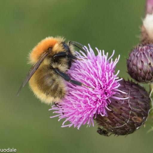 Moss Carder Bee (Bombus Muscorum) Insect Identification Guide, Habitat ...