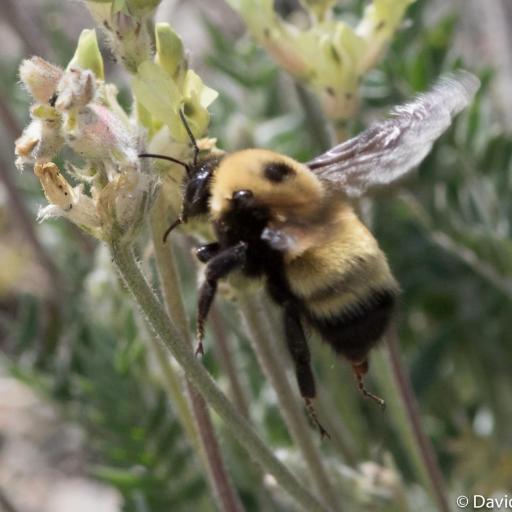 Nevada Bumble Bee (Bombus Nevadensis) Insect Identification Guide ...