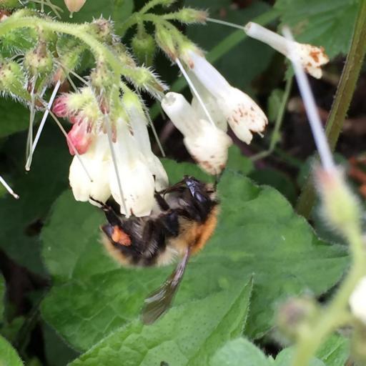 Common Carder Bumble Bee (Bombus Pascuorum) Insect Identification Guide ...