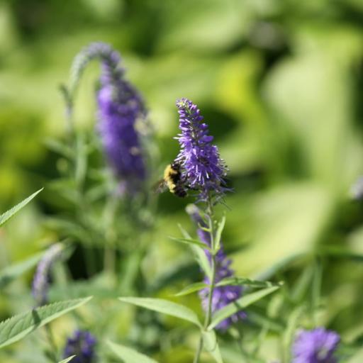 Perplexing Bumble Bee (Bombus Perplexus) Insect Identification Guide ...