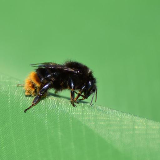 Red-Shanked Bumble Bee (Bombus Ruderarius) Insect Identification Guide ...