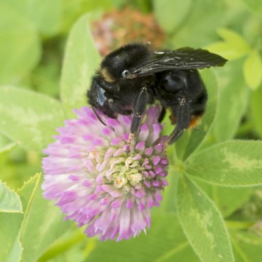 Hill Cuckoo Bumble Bee (Bombus Rupestris) Insect Identification Guide ...
