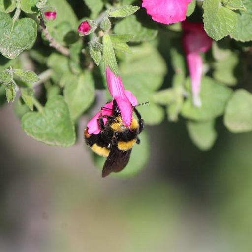 Sonoran Bumble Bee (Bombus Sonorus) Insect Identification Guide ...