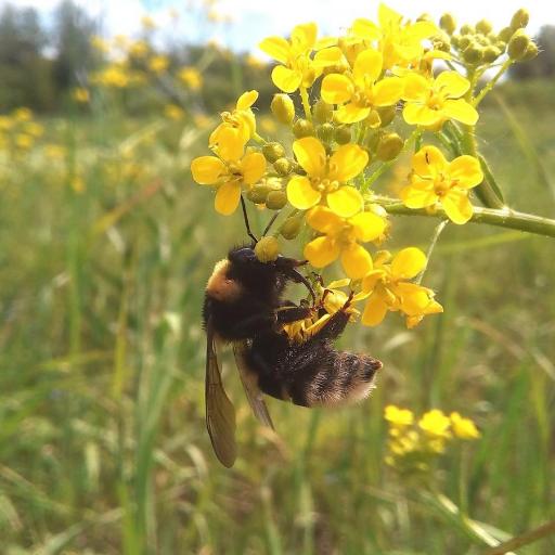 Short-Haired Bumble Bee (Bombus Subterraneus) Insect Identification ...