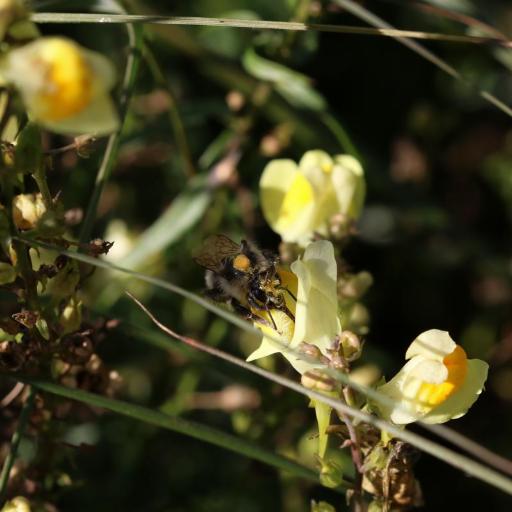 Shrill Carder-Bumble Bee (Bombus Sylvarum) Insect Identification Guide ...
