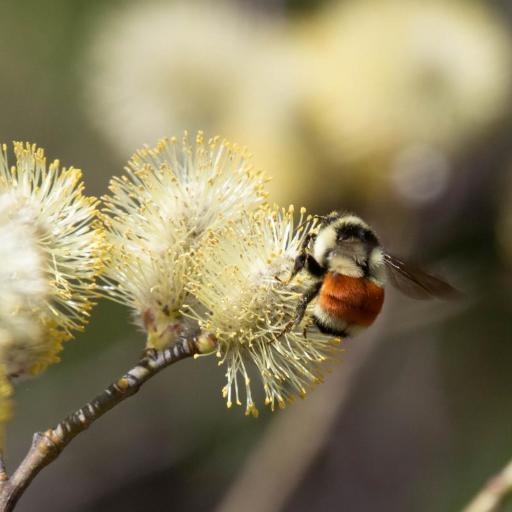 Tricolored Bumble Bee (Bombus Ternarius) Insect Identification Guide ...