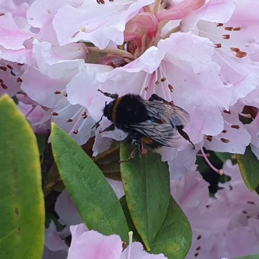 Buff-Tailed Bumble Bee (Bombus Terrestris) Insect Identification Guide ...
