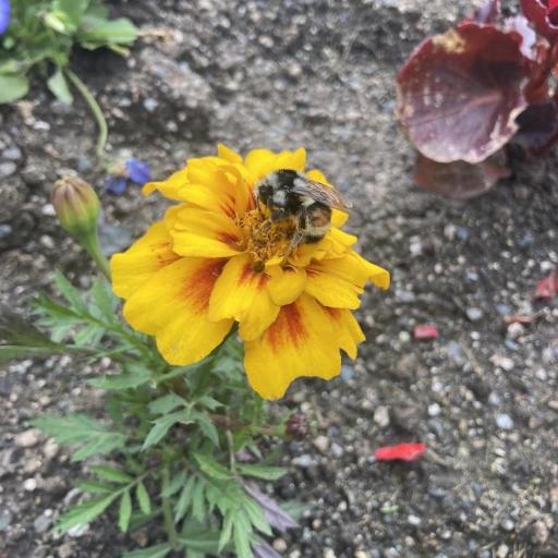 Vancouver Bumble Bee (Bombus Vancouverensis) Insect Identification ...