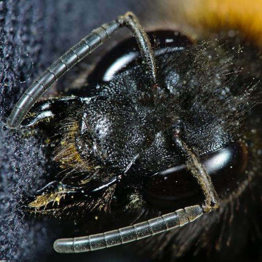 Vestal Cuckoo Bumble Bee (Bombus Vestalis) Insect Identification Guide ...