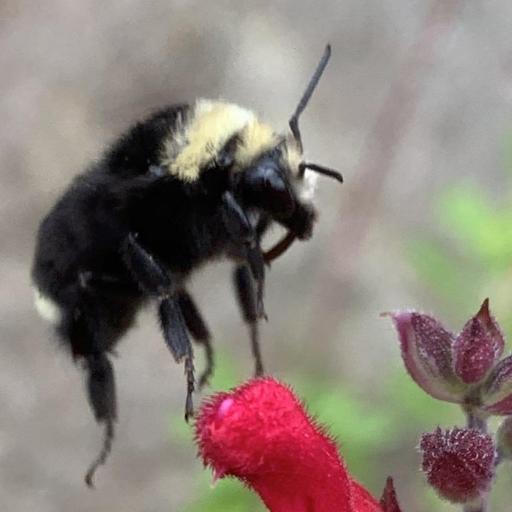 Yellow-faced Bumble Bee (Bombus Vosnesenskii) Insect Identification ...