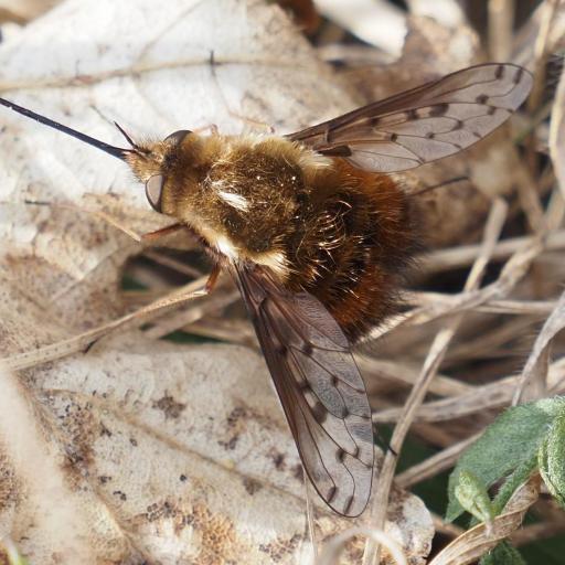 Organ-Pipe Mud-Dauber Wasp (Trypoxylon Politum) Insect Identification ...