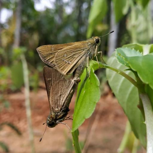 Formosan Swift (Borbo Cinnara) Insect Identification Guide, Habitat & Facts