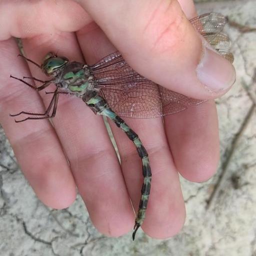 Western Spectre (Boyeria Irene) Insect Identification Guide, Habitat ...