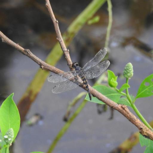 Little Blue Marsh Hawk (Brachydiplax Sobrina) Insect Identification ...