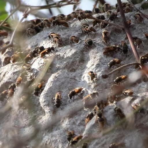 Mexican Honey Wasp (Brachygastra Mellifica) Insect Identification Guide ...