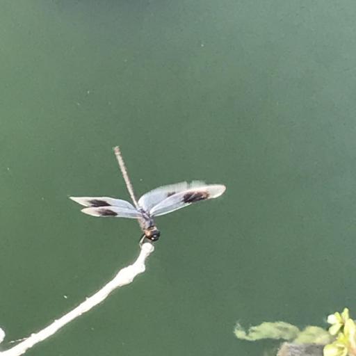 Asian Honey Bee (Apis Cerana) Insect Identification Guide, Habitat & Facts