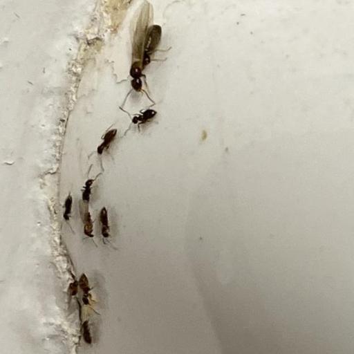 Dark Rover Ant (Brachymyrmex Patagonicus) Insect Identification Guide ...