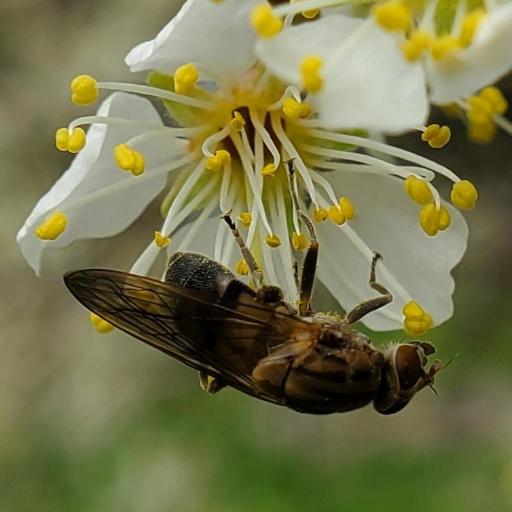 Sapeaters (Brachyopa) Insect Identification Guide, Habitat & Facts