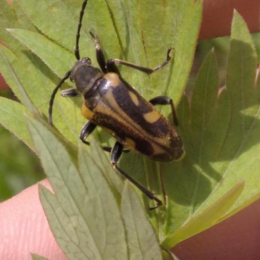 Stalk-Eyed Flies (Diopsidae) Insect Identification Guide, Habitat & Facts