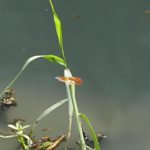 Ditch Jewel (Brachythemis Contaminata) Insect Identification Guide ...