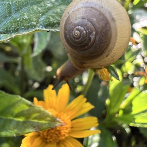 Asian Tramp Snail (Bradybaena Similaris) Insect Identification Guide ...