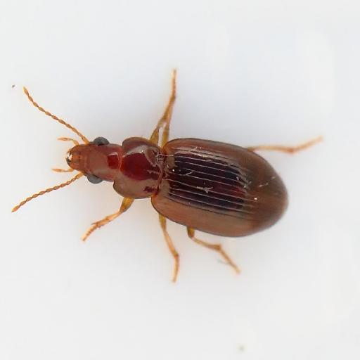 Bradycellus Harpalinus Insect Identification Guide, Habitat & Facts