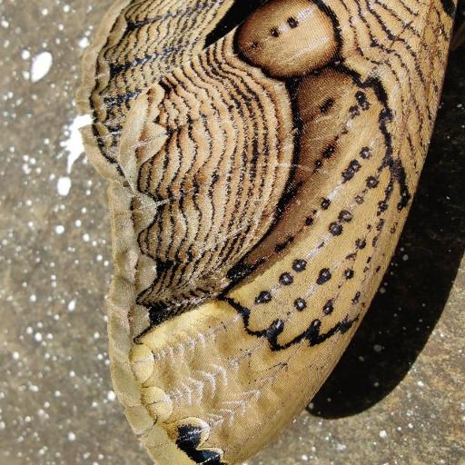 Wallich's Owl Moth (Brahmaea Wallichii) Insect Identification Guide ...