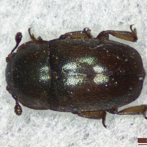 Common Pollen Beetle (Brassicogethes Aeneus) Insect Identification ...