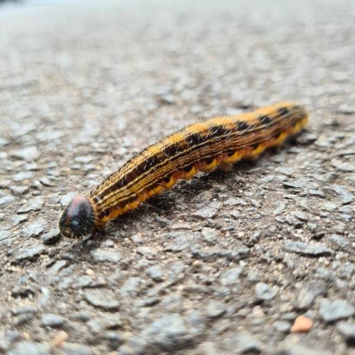 Coconut Caterpillar (Brassolis Sophorae) Insect Identification Guide ...