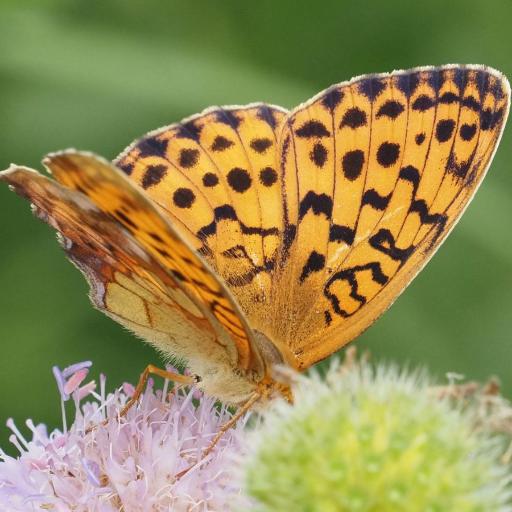 Marbled Fritillary (Brenthis Daphne) Insect Identification Guide ...