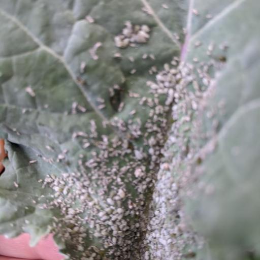 Cabbage Aphid (Brevicoryne Brassicae) Insect Identification Guide ...