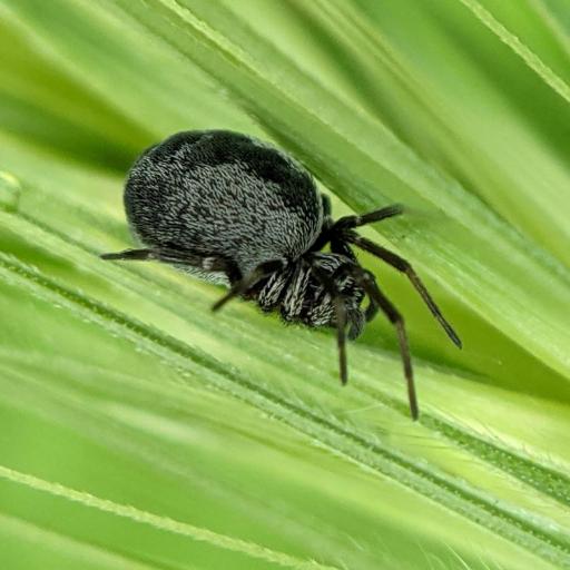 Barn Funnel Weaver (Tegenaria Domestica) Insect Identification Guide ...