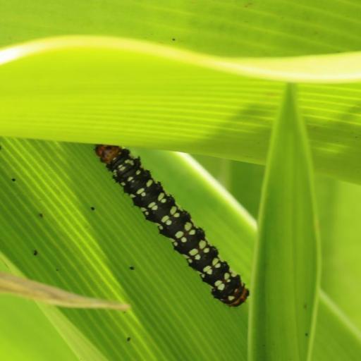 Lily Borer (Brithys Crini) Insect Identification Guide, Habitat & Facts