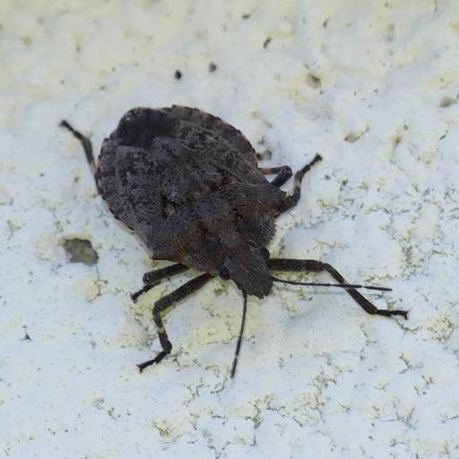 Red-Belted Sand Wasp (Ammophila Sabulosa) Insect Identification Guide ...