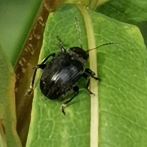 Western Grape Rootworm (Bromius Obscurus) Insect Identification Guide ...