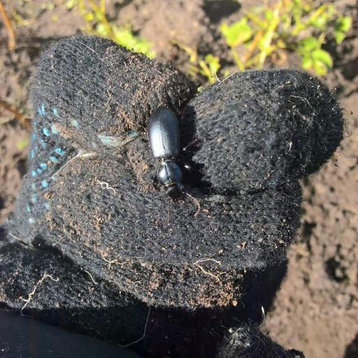 Fairy Wasps (Mymaridae) Insect Identification Guide, Habitat & Facts