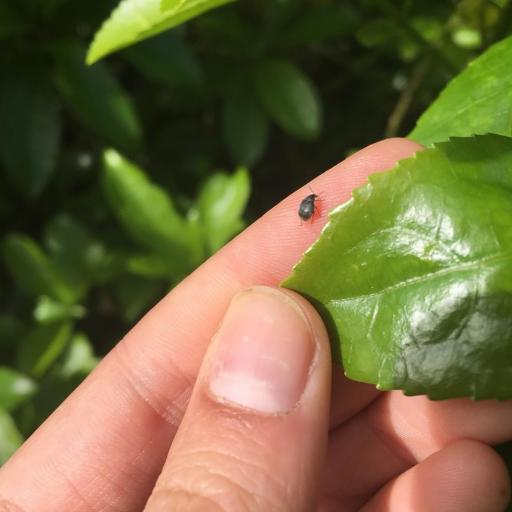 Broom Seed Beetle (Bruchidius Villosus) Insect Identification Guide ...